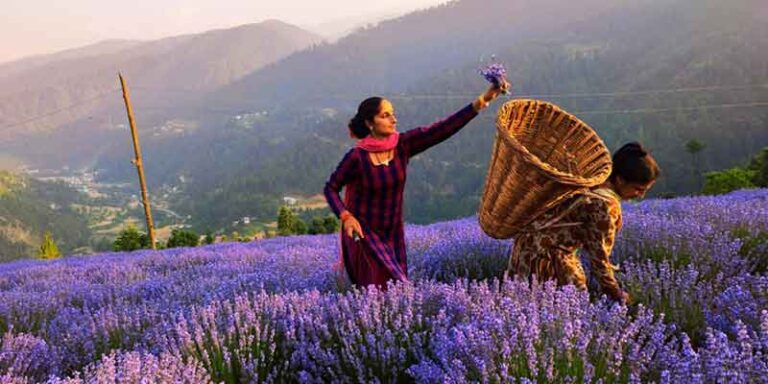 Purple Revolution - Aroma Mission | Upscyard