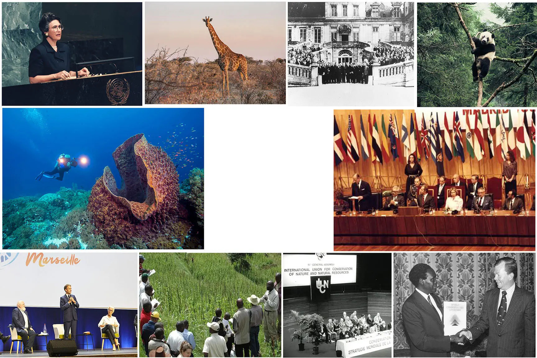 IUCN - International Union For The Conservation Of Nature | Upscyard